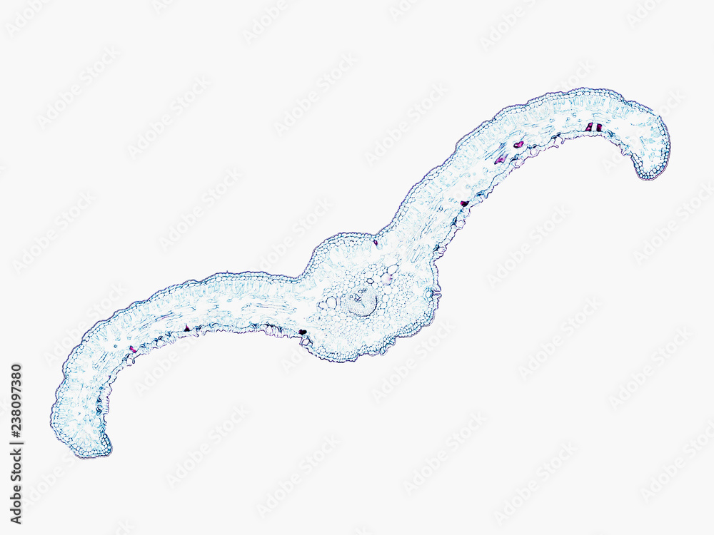 cycas revoluta - cross section cut under the microscope – microscopic ...
