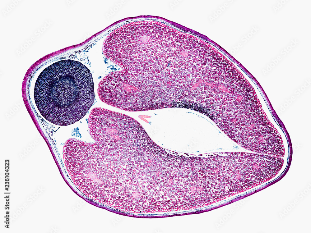 phaseolus vulgaris bean seed - cross section cut under the microscope ...