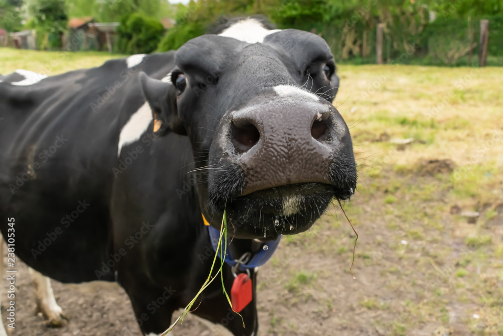Holstein-Friesian cow posing for picture on a farm. Stock Photo | Adobe ...
