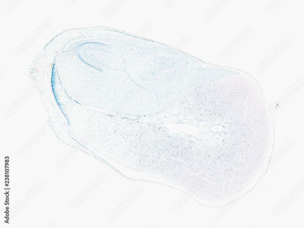 zea mais corn - cross section cut under the microscope – microscopic ...