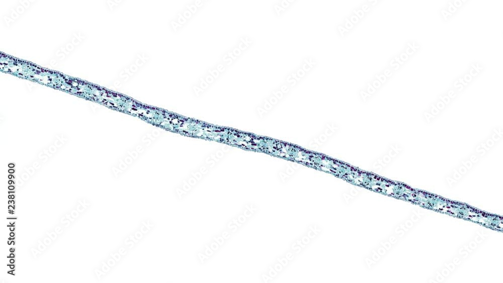 ginkgo leaf - cross section cut under the microscope – microscopic view ...