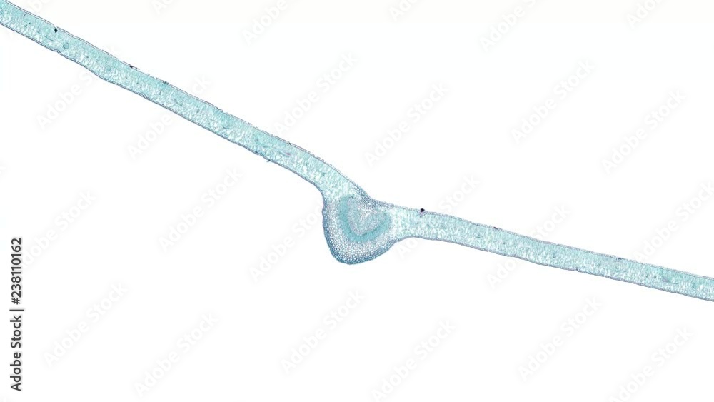 ligustrum leaf - cross section cut under the microscope – microscopic ...