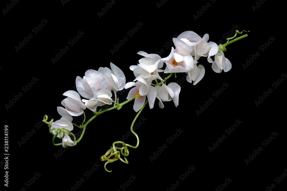 Flowers : White Mexican Creeper (Antigonon leptopus) Isolated on Balck ...