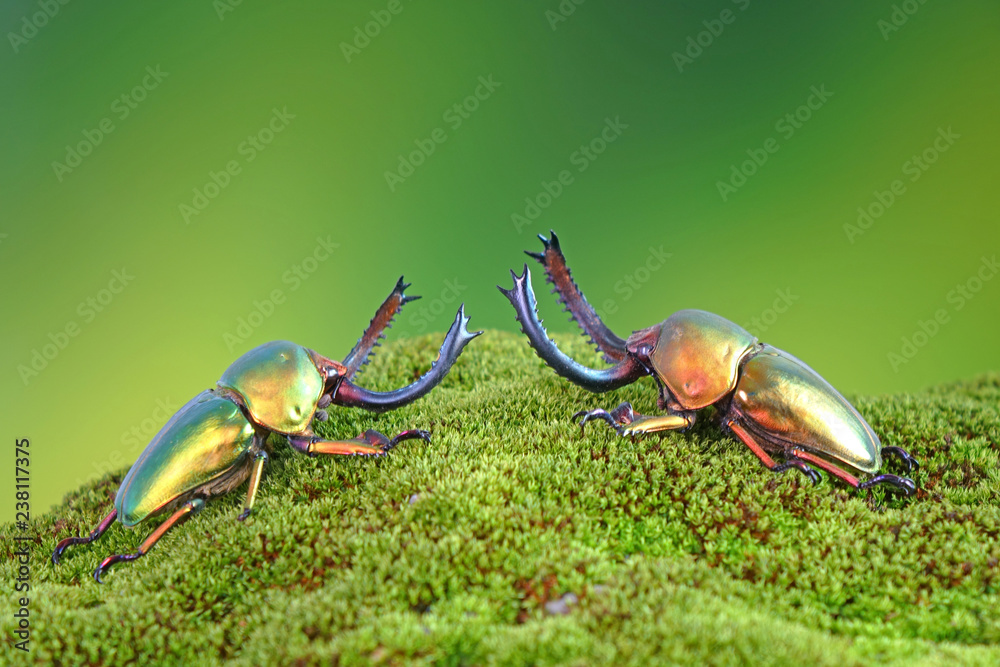 Sawtooth beetle (Lamprima adolphinae) is a species of stag beetle in ...