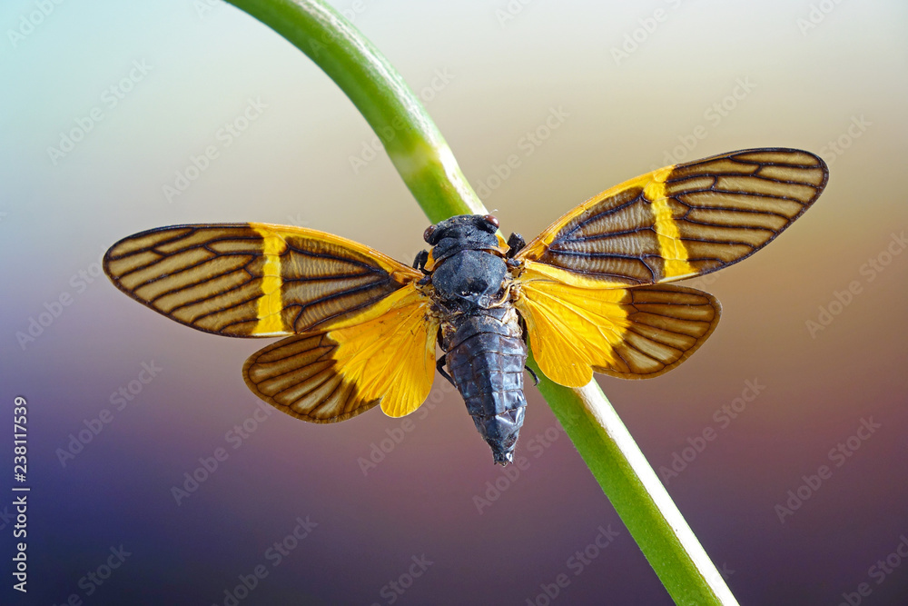 Cicadas / insects / bugs : Yellow wings butterfly cicada (Becquartina ...