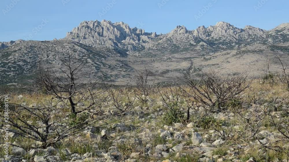 Damage after Forest Fire on Mountain. Burned grass and trees after ...