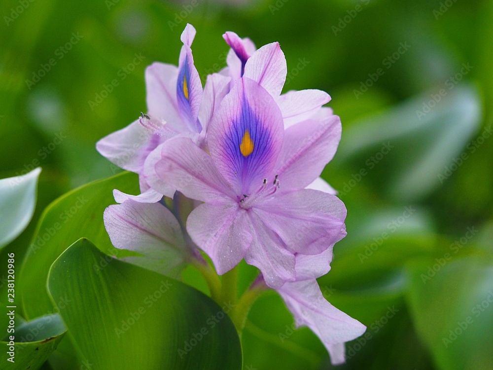 Water Hyacinth flower, called Hotei-aoi in Japan Stock Photo | Adobe Stock