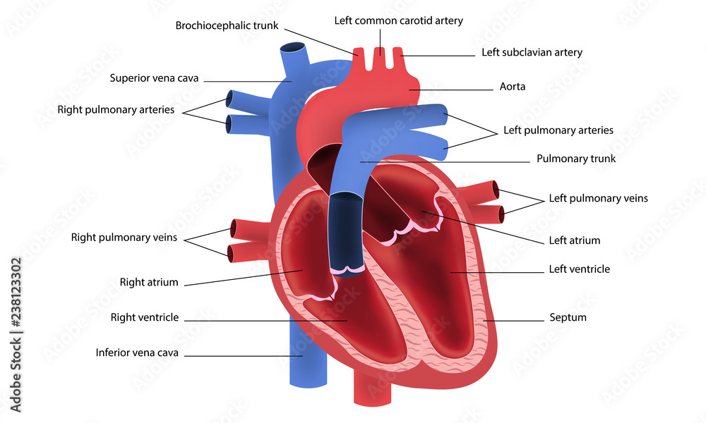 Diagram of human heart Stock Vector | Adobe Stock