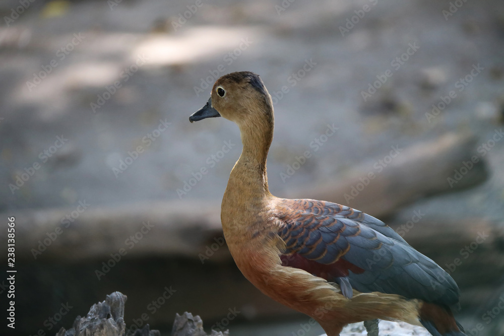 Brown color of duck is standing. It is a waterbird with a broad blunt ...