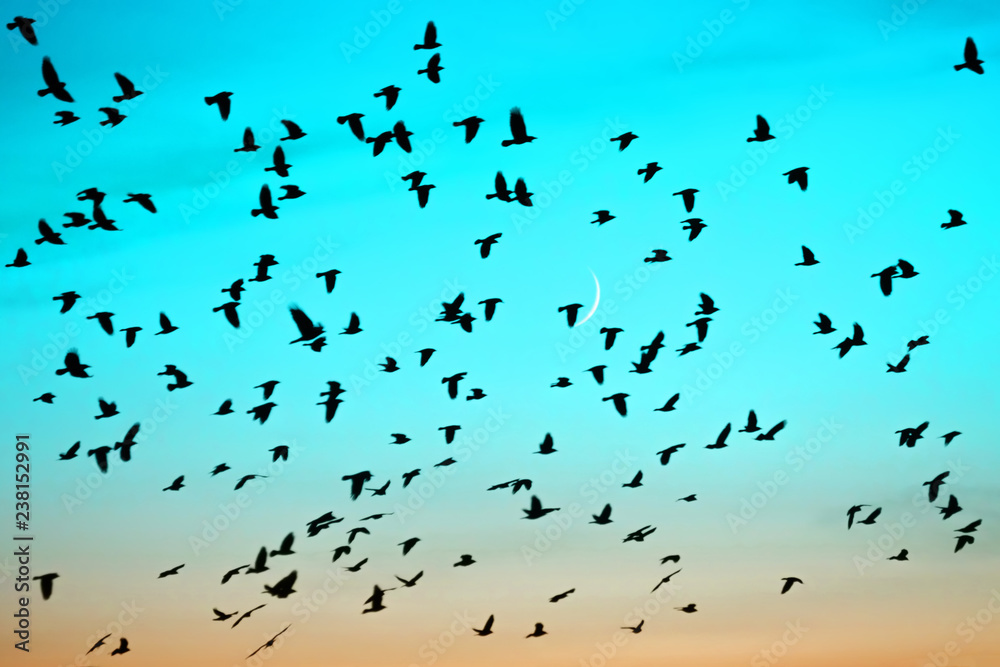 Groups Of Birds Flying At Sunset On Moon Background Birds Silhouettes In Gradient Sunrise Sky