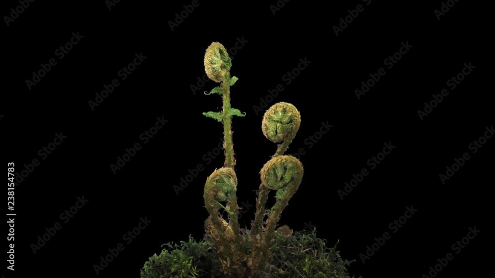 Vidéo Stock Time-lapse of fern plant unrolling new fronds 10a1 in PNG+ ...