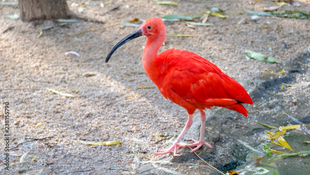 Scarlet ibis, The red ibis bird with black hook mouth. It inhabits ...