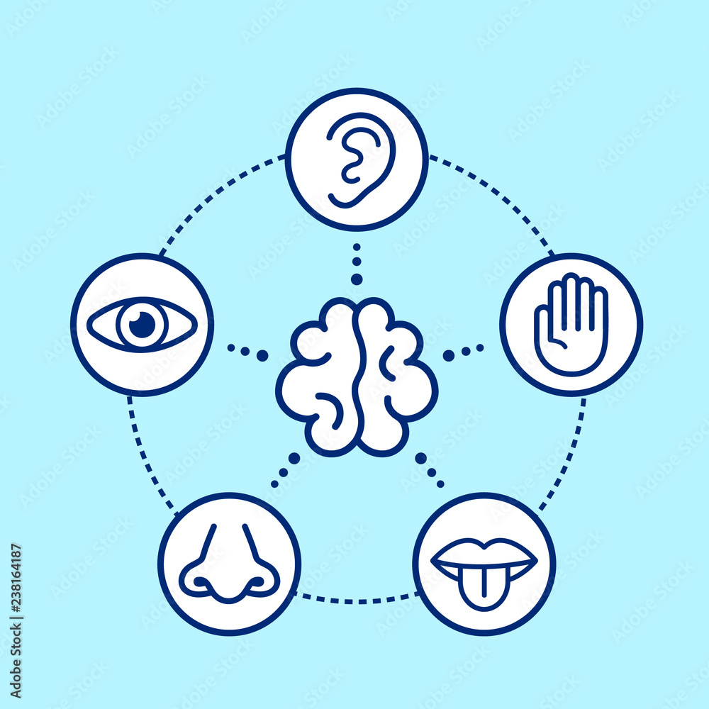 Five human senses surrounding brain. Stock Vector | Adobe Stock