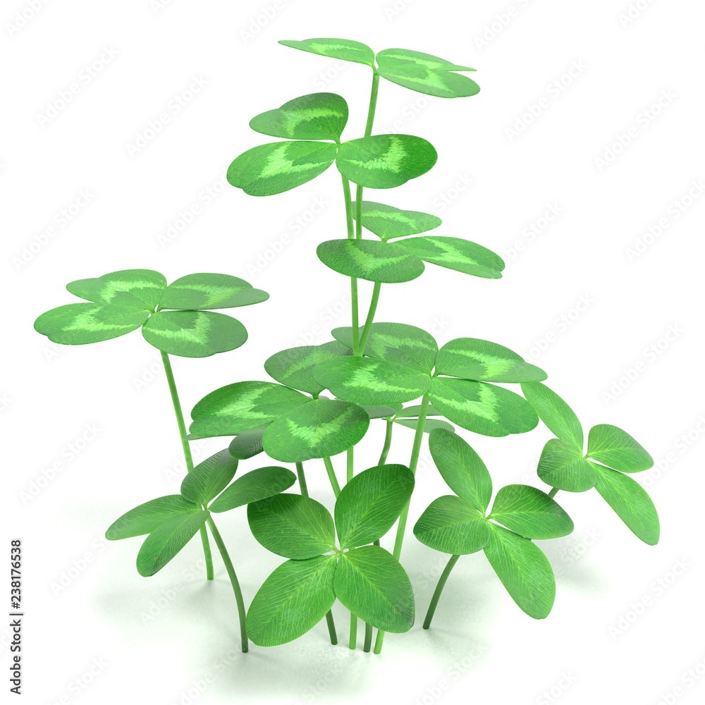 Realistic 3D Render of Clover Plant Stock Illustration | Adobe Stock