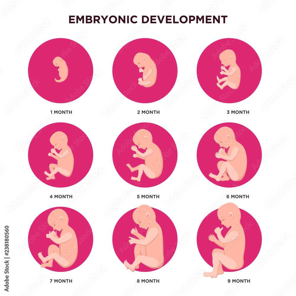Embryo Development Month By Month Infographic Elements With Embryonics