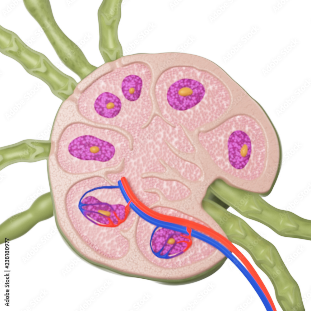 3d rendered medically accurate illustration of a lymph node cross ...