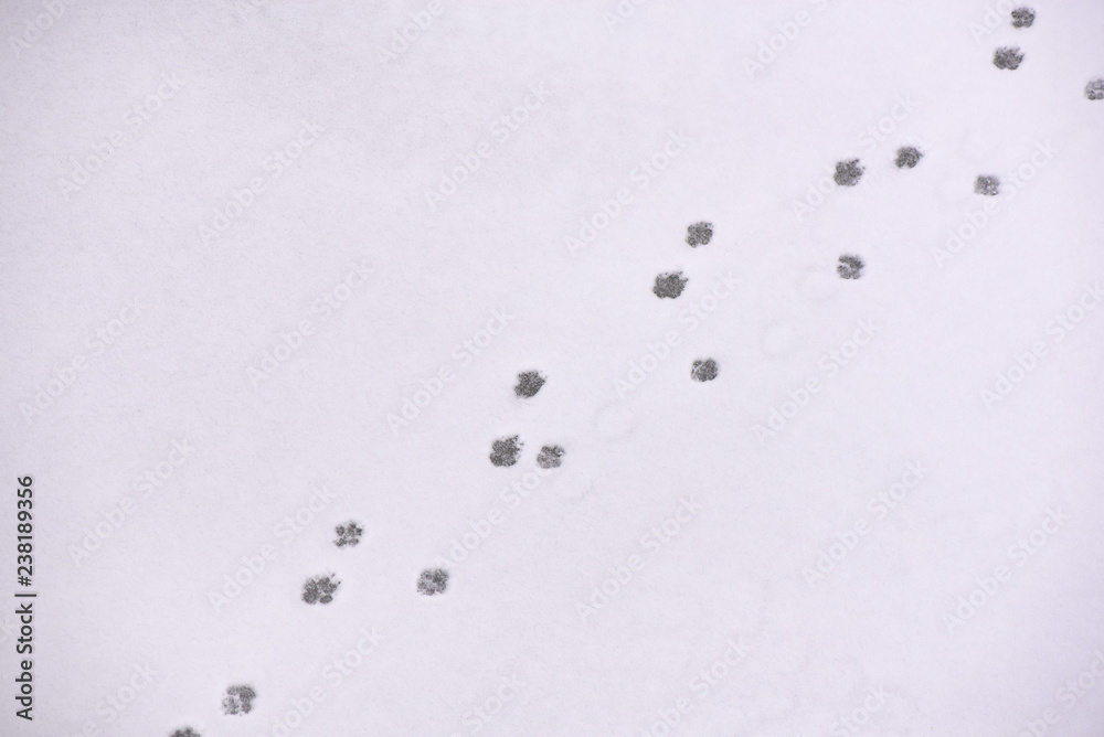 Traces of animals in snow. Deer, moose, wolf, fox, dog, cat paws ...