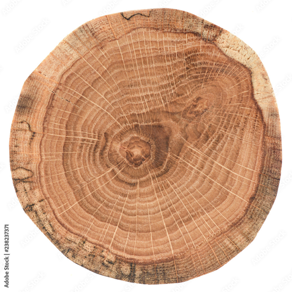 Piece of circular wood cross section with tree growth rings. Oak tree ...
