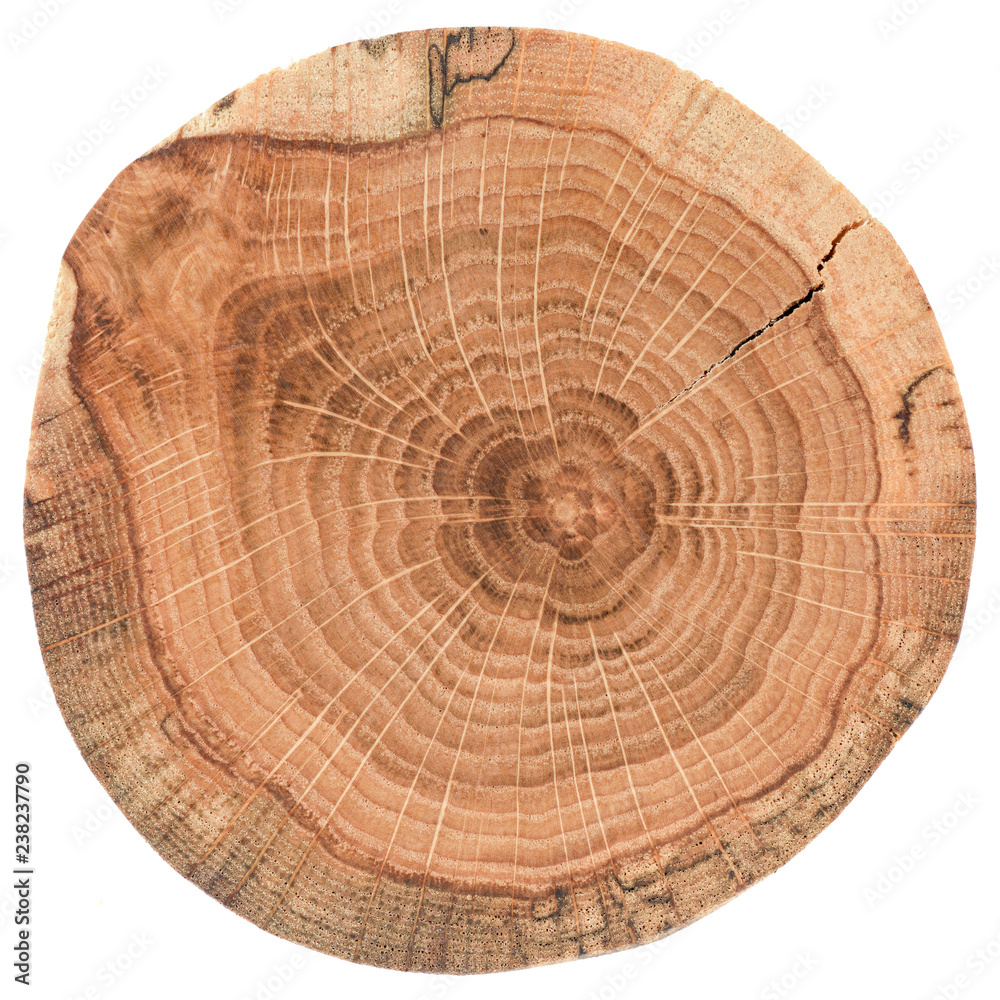 Piece of circular wood stump with cracks and growth rings. Oak tree ...