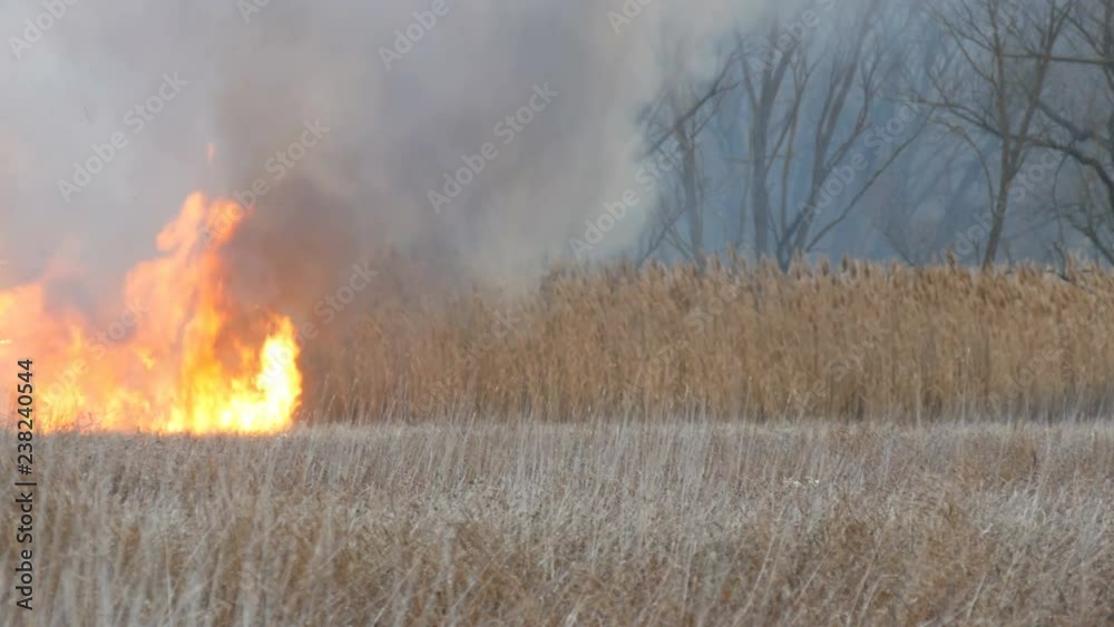 Fascinatingly beautiful scene of burning dry high marsh grass that is ...