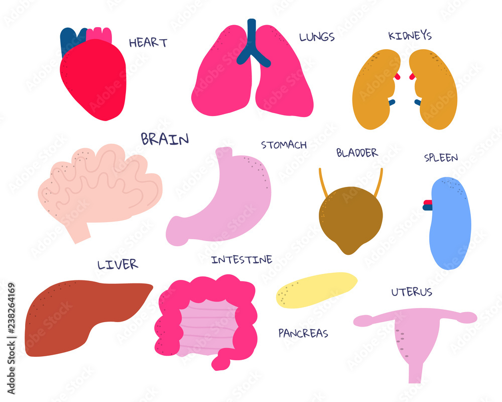 Set of funny human internal organs. Kids simple graphic. Vector hand ...
