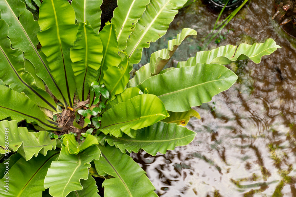 Nature in garden of Nidus Tree Ornamental plants with large leaves ...