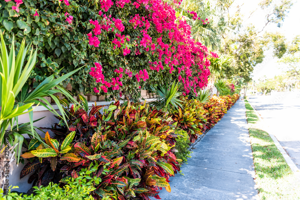 Florida Keys Plants And Flowers | Best Flower Site