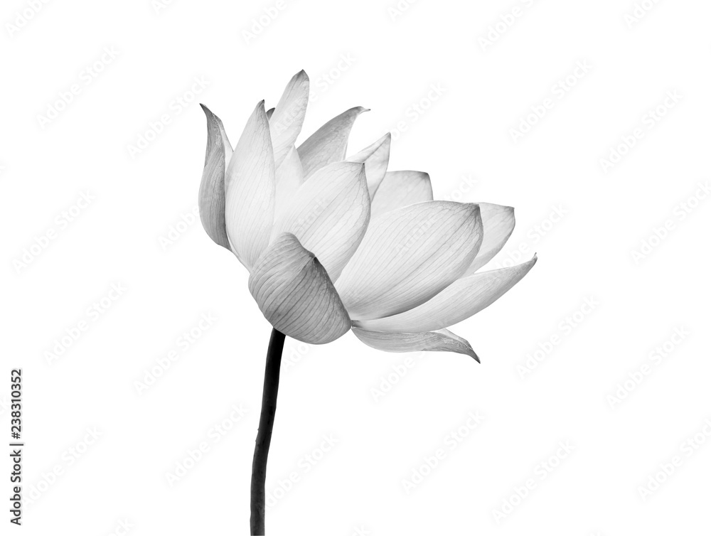 Lotus flower black and white color isolated on white background. File ...