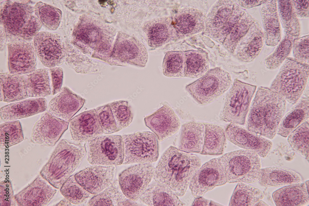 Mitosis cell in the Root tip of Onion under a microscope. Stock Photo ...