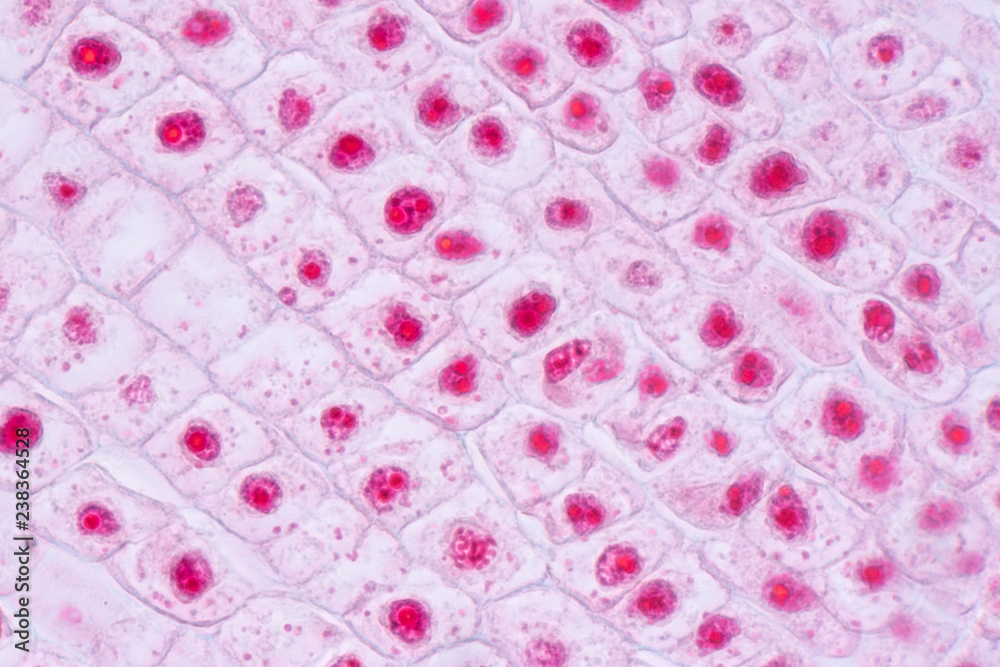 Mitosis cell in the Root tip of Onion under a microscope. Stock Photo ...