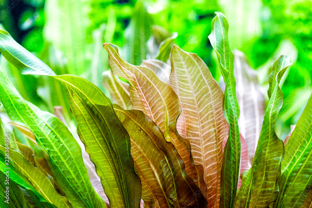 Aquarium plants - Vallisneria gigantea and Vallisneria spiralis Stock ...
