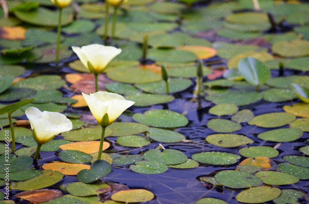 Yellow flowers of the aquatic water poppy Hydrocleys nymphoides growing ...