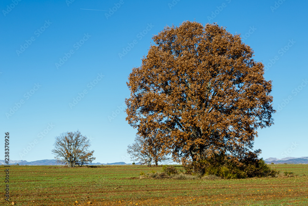 Roble melojo en otoño con hojas secas y campo sembrado de cereal ...