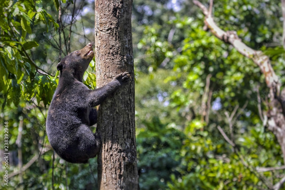 Sabah - Malaysia/ October 2016: the smallest bear in the world, the sun ...