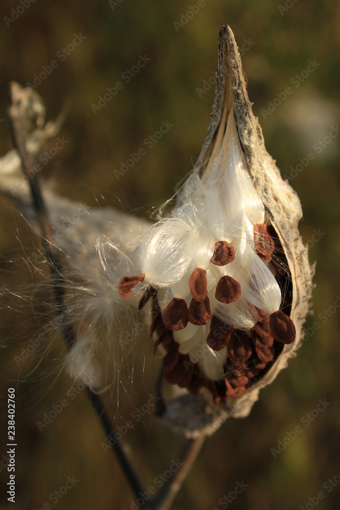 Common Milkweed seed pod opens to display silky fibers and seeds being ...