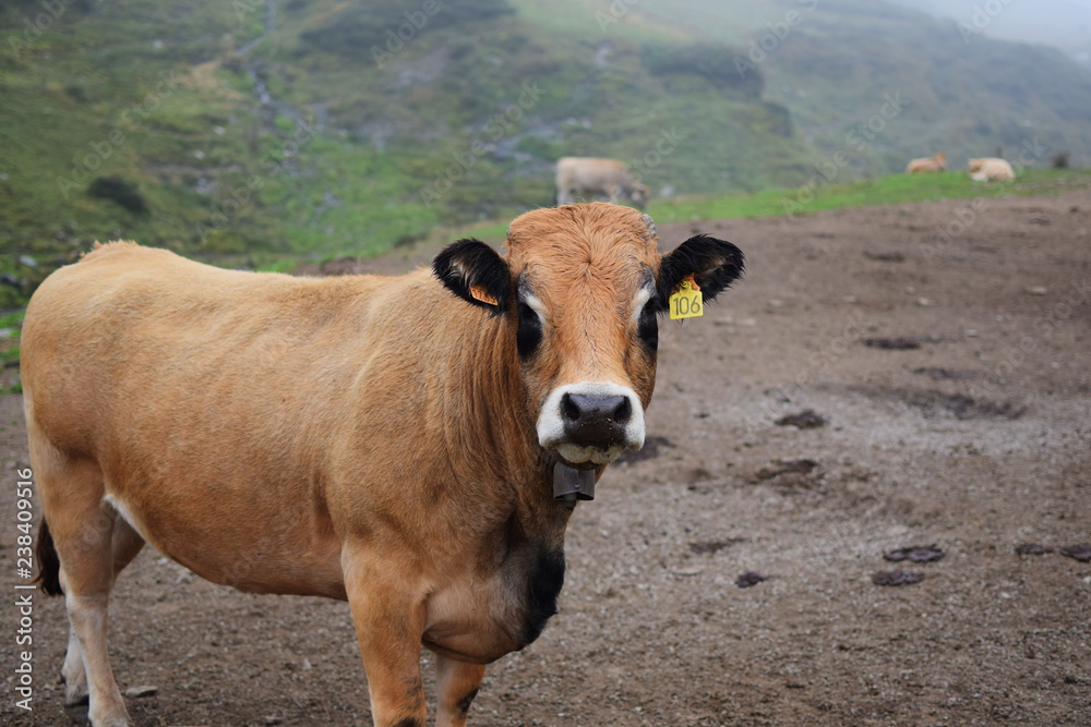 Vaca en el prado mirando a la camara mientras otras vacas aparecen ...