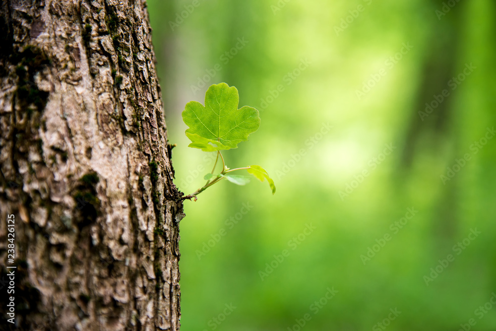 Young sprout of tree coming of the tree trunk and stem whit cute leaves ...