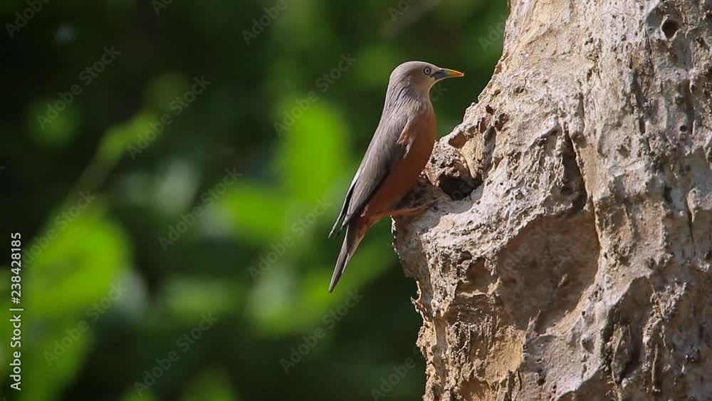 Chestnut-tailed starling in Bardia national park, Nepal - specie ...