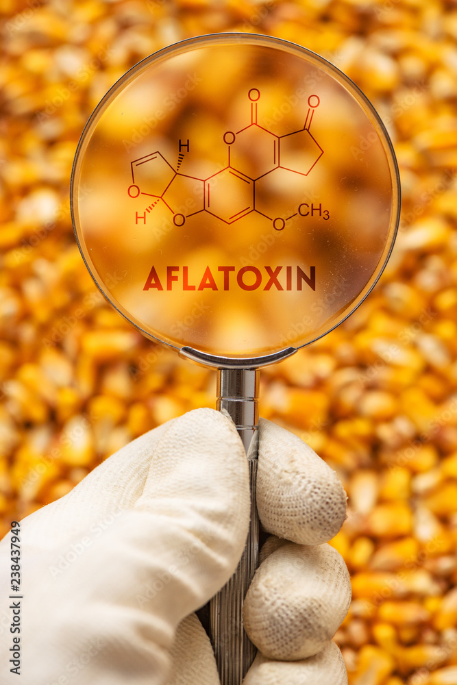 Aflatoxin poisonous carcinogens in harvested corn kernels Stock Photo ...