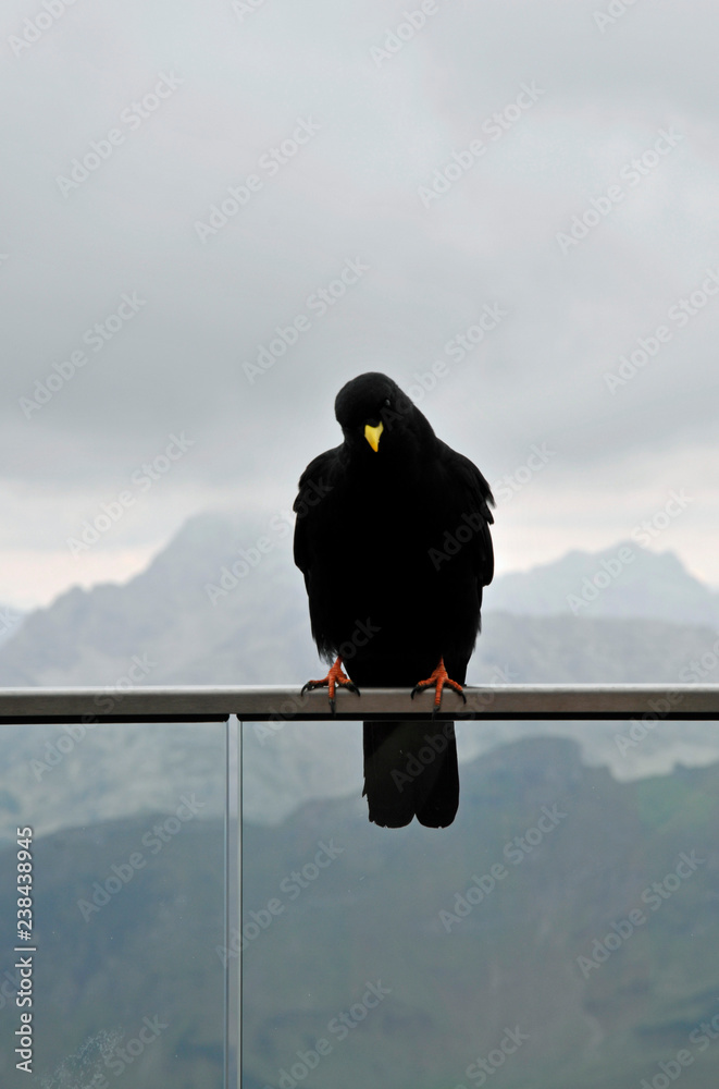 Foto de bergdohle auf der nebelhorn-aussichtsterrasse do Stock | Adobe ...