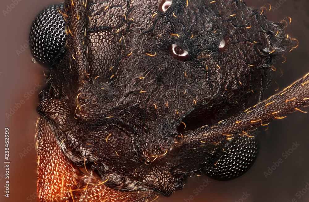 50x panoramic photograph of Trachymyrmex septentrionalis, a fungus ...