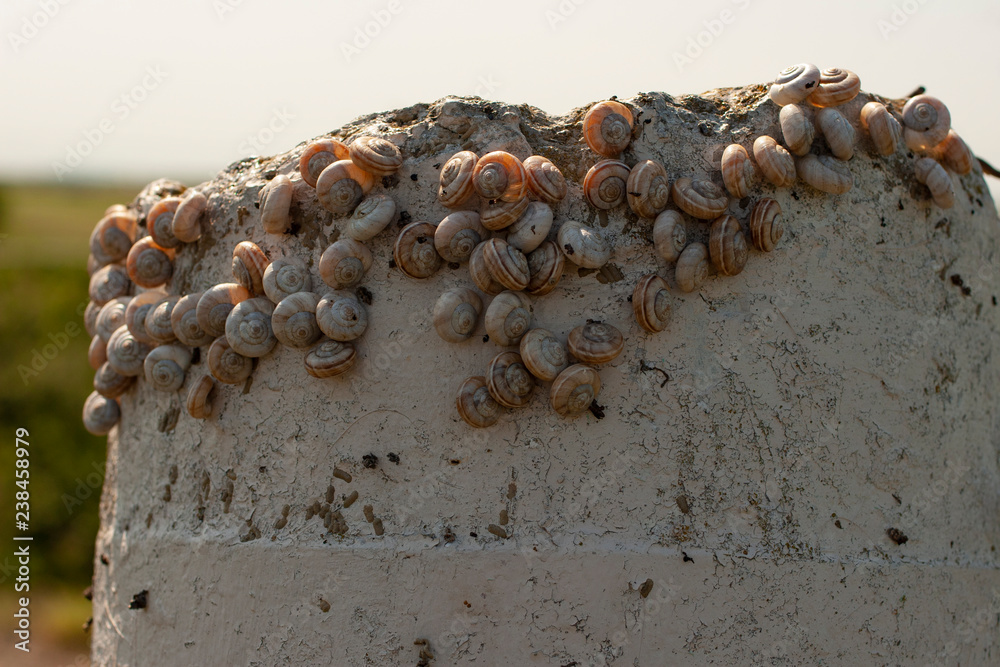 Colonies of snails on a concrete pole. Aestivation in the summer in ...
