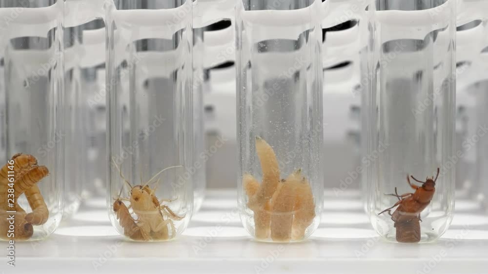 different insects and their larvae in the test tube Stock ビデオ | Adobe Stock
