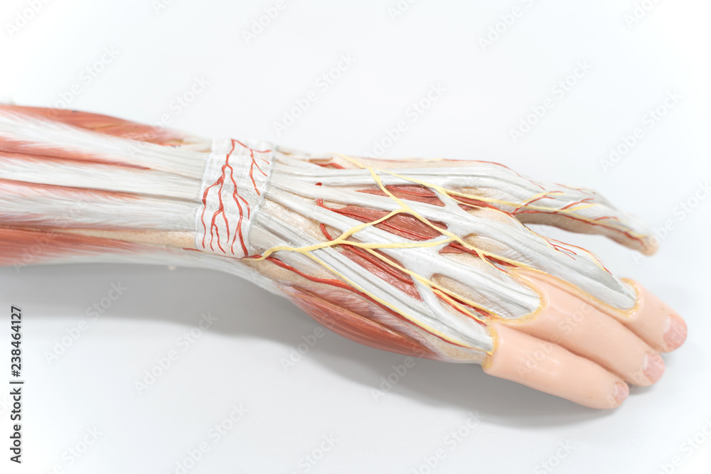 Muscles of the palm hand for anatomy education. Stock Photo | Adobe Stock