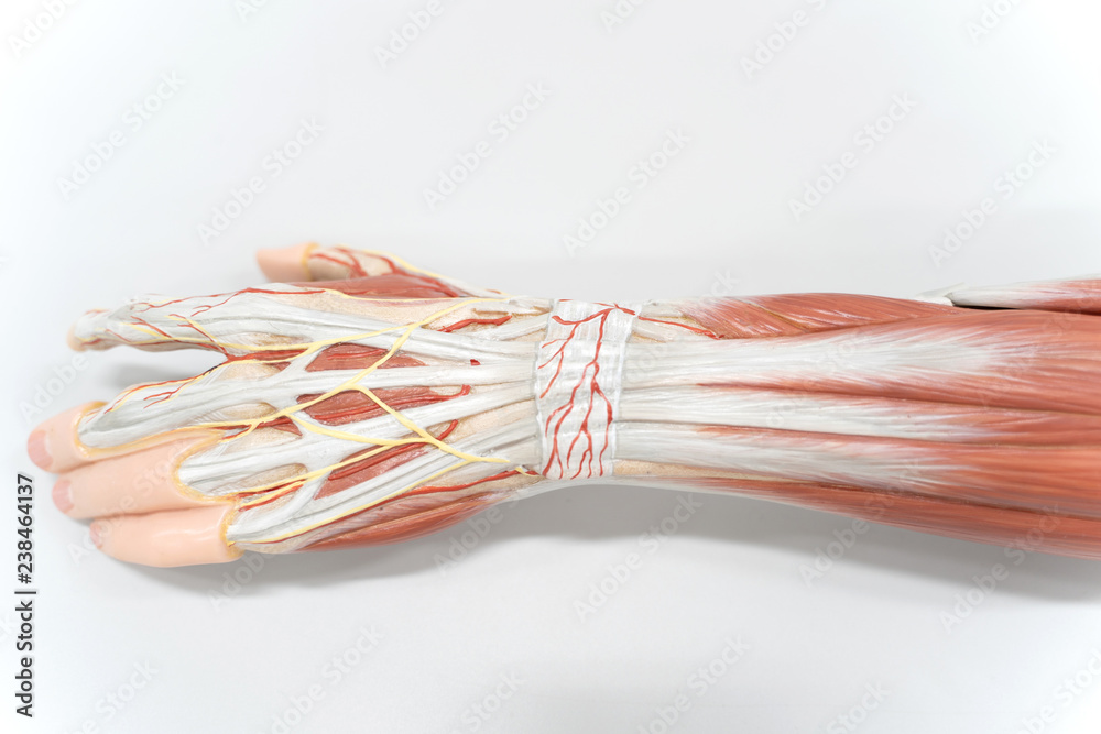 Muscles of the palm hand for anatomy education. Stock Photo | Adobe Stock