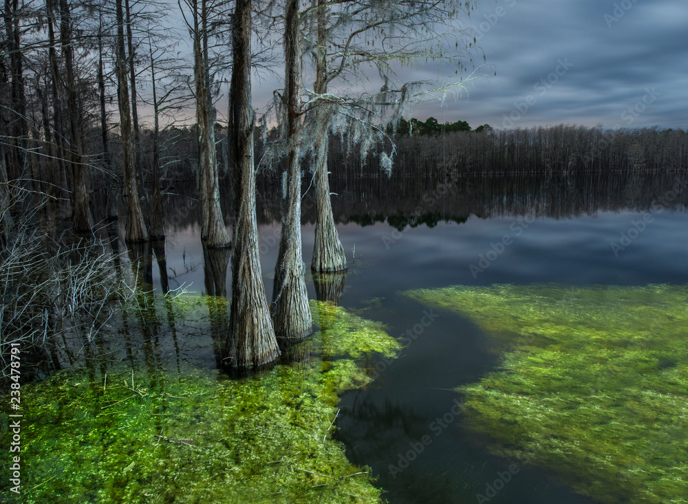 Swamp At Dusk