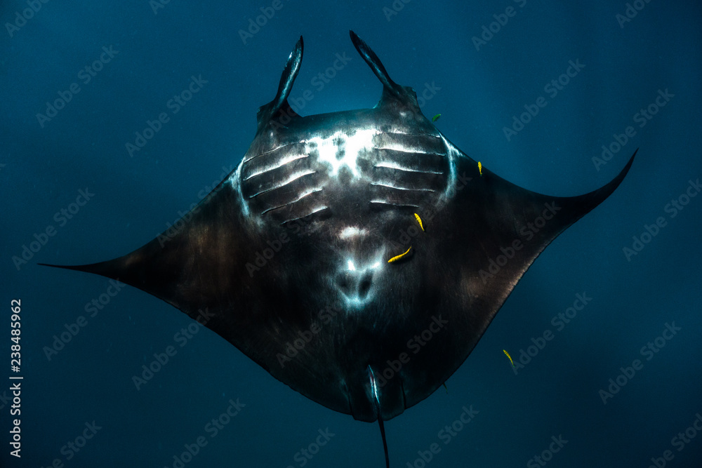 Giant black manta ray showing it's belly pattern towards the surface ...