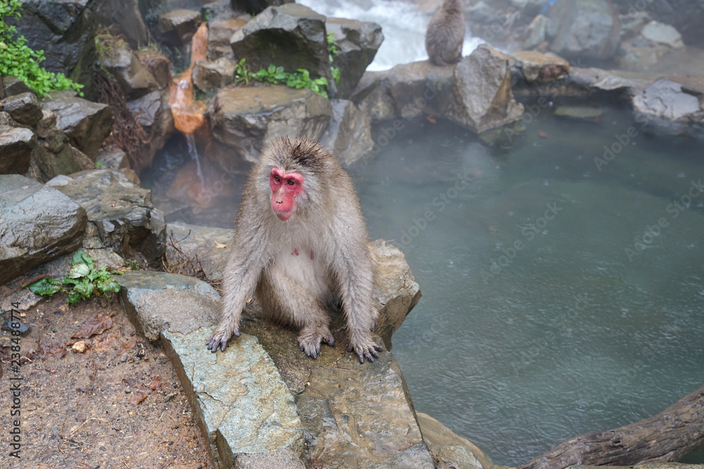Red face wild monkey at Jigokudani Monkey Park in Yamanouchi, Nagano ...