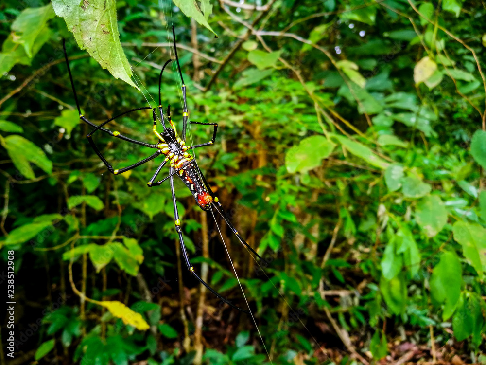 Golden Orb-weaver Spider (Nephila pilipes) found in rubber plantation ...