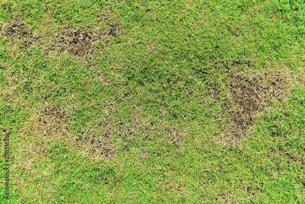 Grass texture. grass background. patchy grass, lawn in bad condition ...